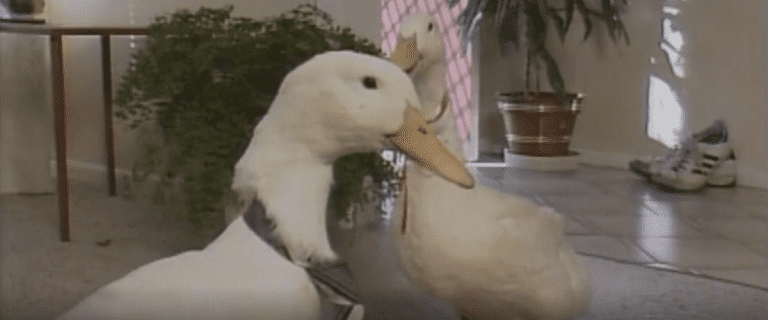 Delta Air Conditioner Canberra – Classic 1986 TV Ad